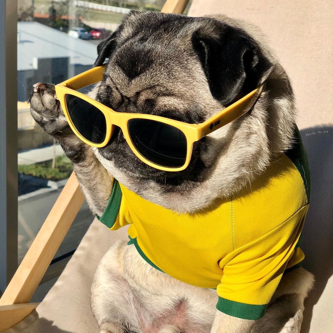 Our Favourite Dog Spots to Visit in Perth - Perth Happenings