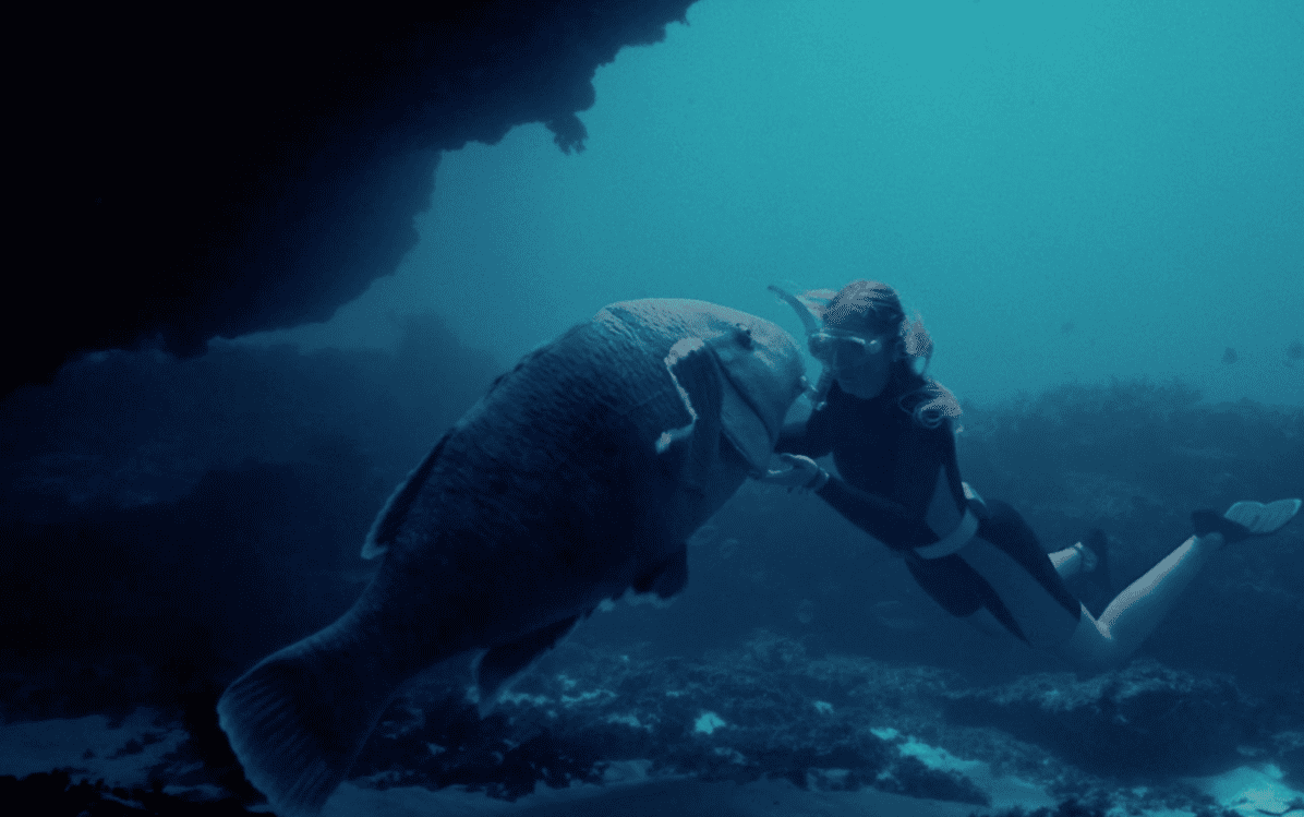 Movie Review: Tim Winton’s Blueback - Perth Happenings