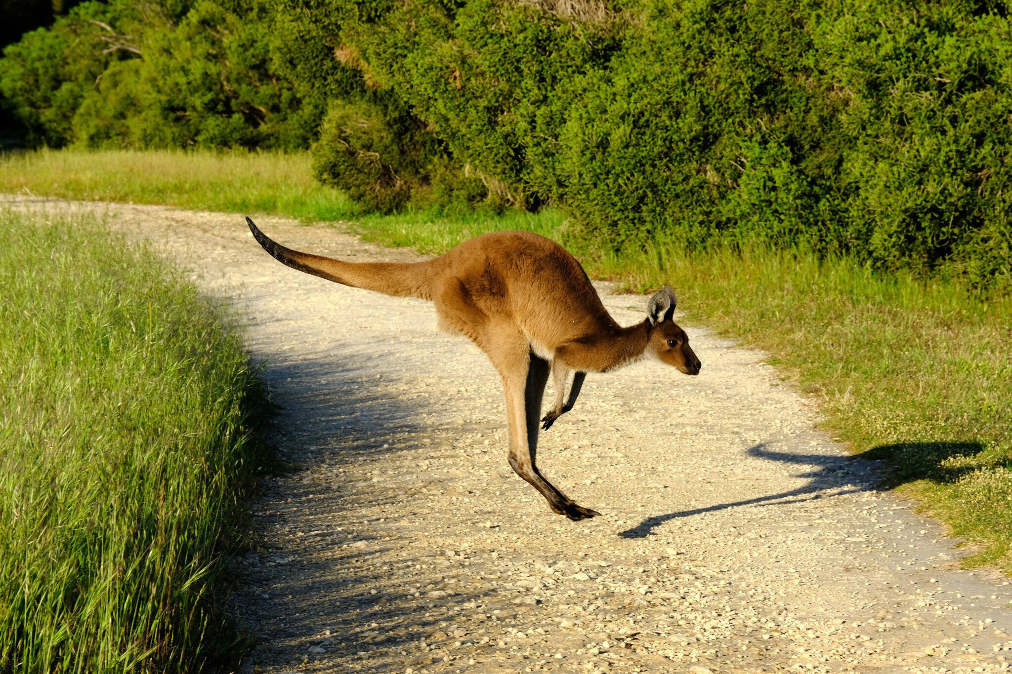 How to experience the best of Heirisson Island - Perth Happenings