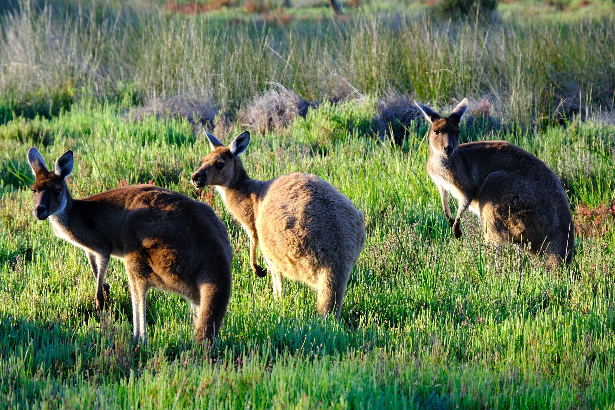 How to experience the best of Heirisson Island - Perth Happenings