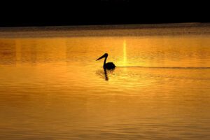 How to experience the best of Heirisson Island - Perth Happenings