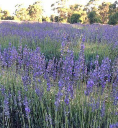 Yanchep: Everything you need to know and explore - Perth Happenings