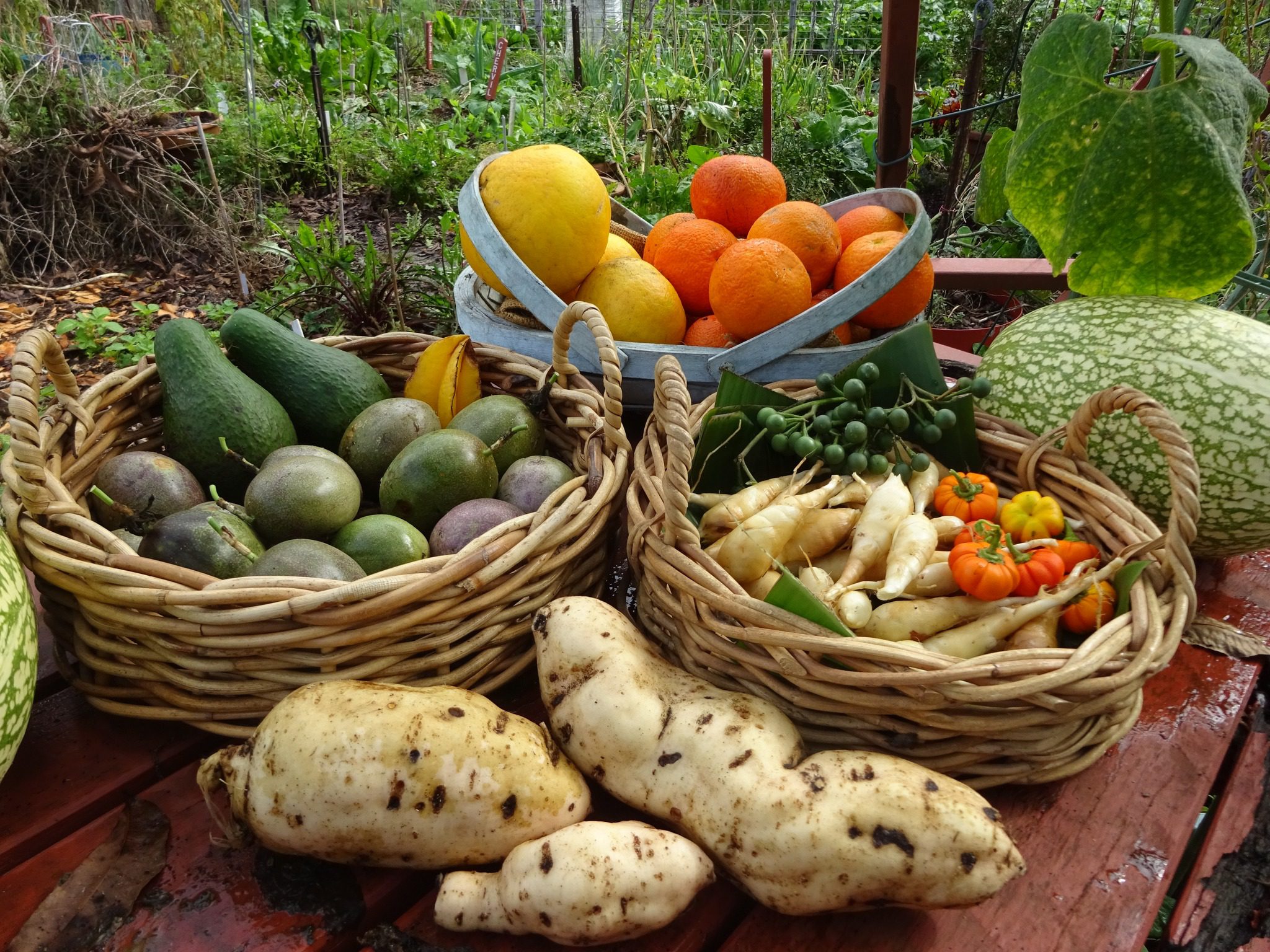 A backyard food forest: Jetto's Patch - Perth Happenings